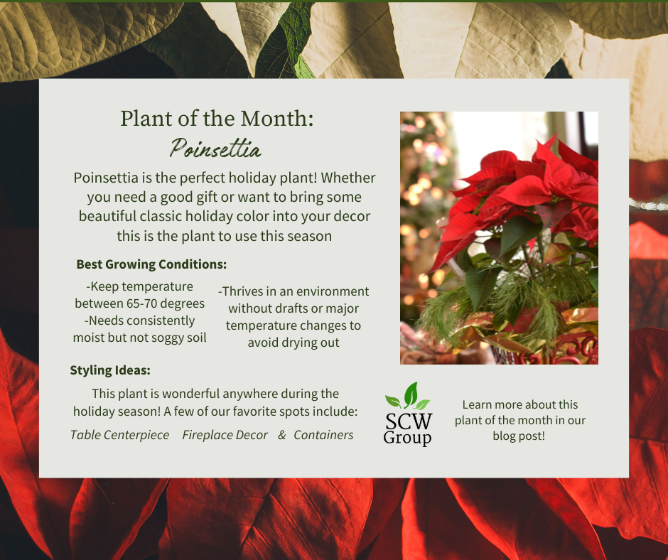 Poinsettia Care Guide: Keeping This Seasonal Plant Happy and Healthy ...